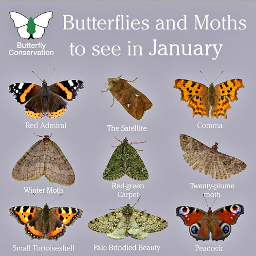 Nature guides for children – The Beyonder